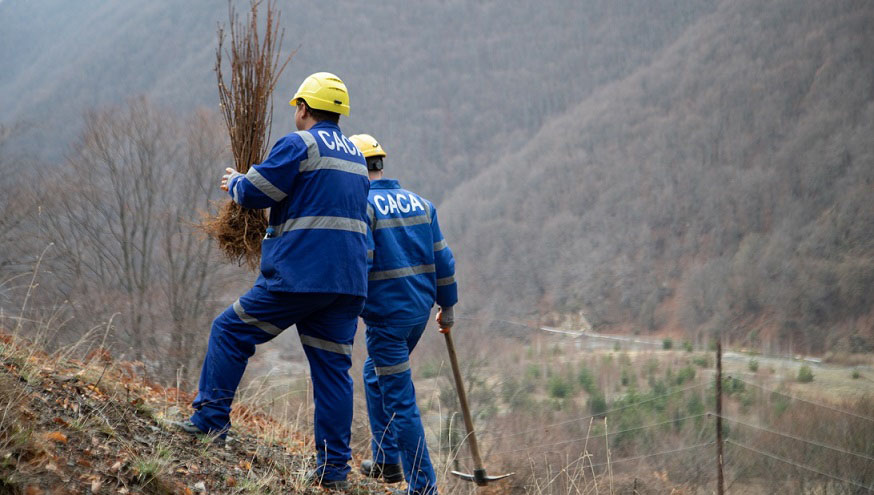 Нова акција за пошумување на САСА: Засадени 5000 садници во близина на ...